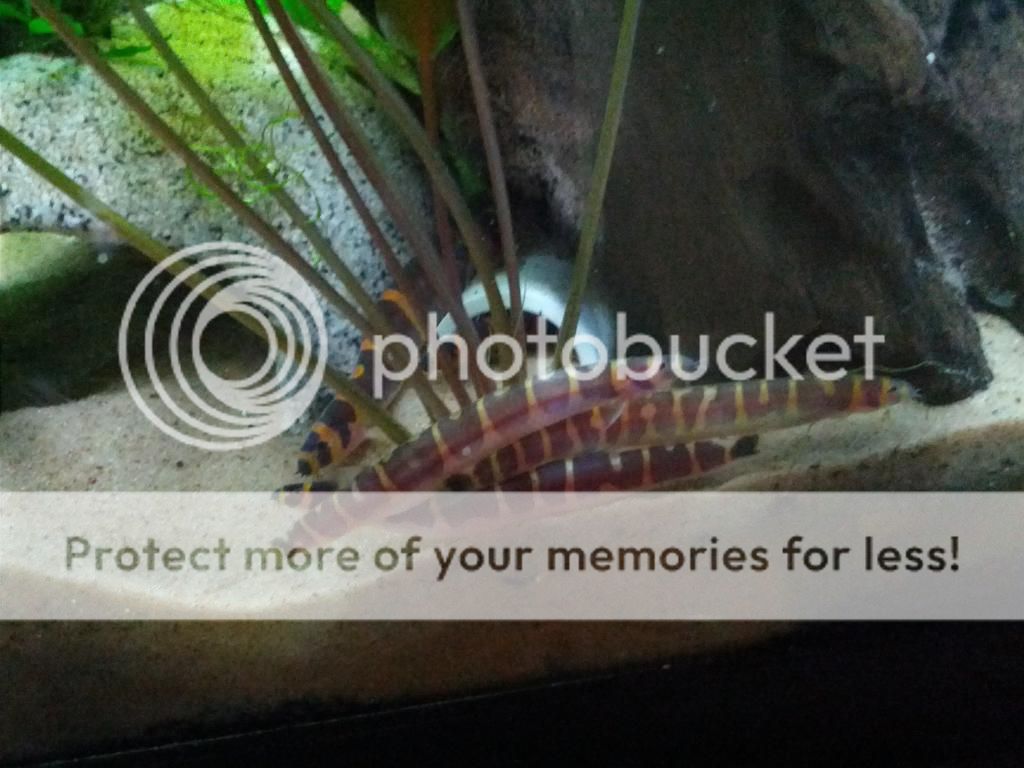 The Many Different Species Of Kuhli Loach | Fish Forum