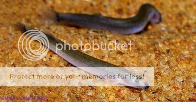 Different Species Of Kuhli Loach | Fish Forum